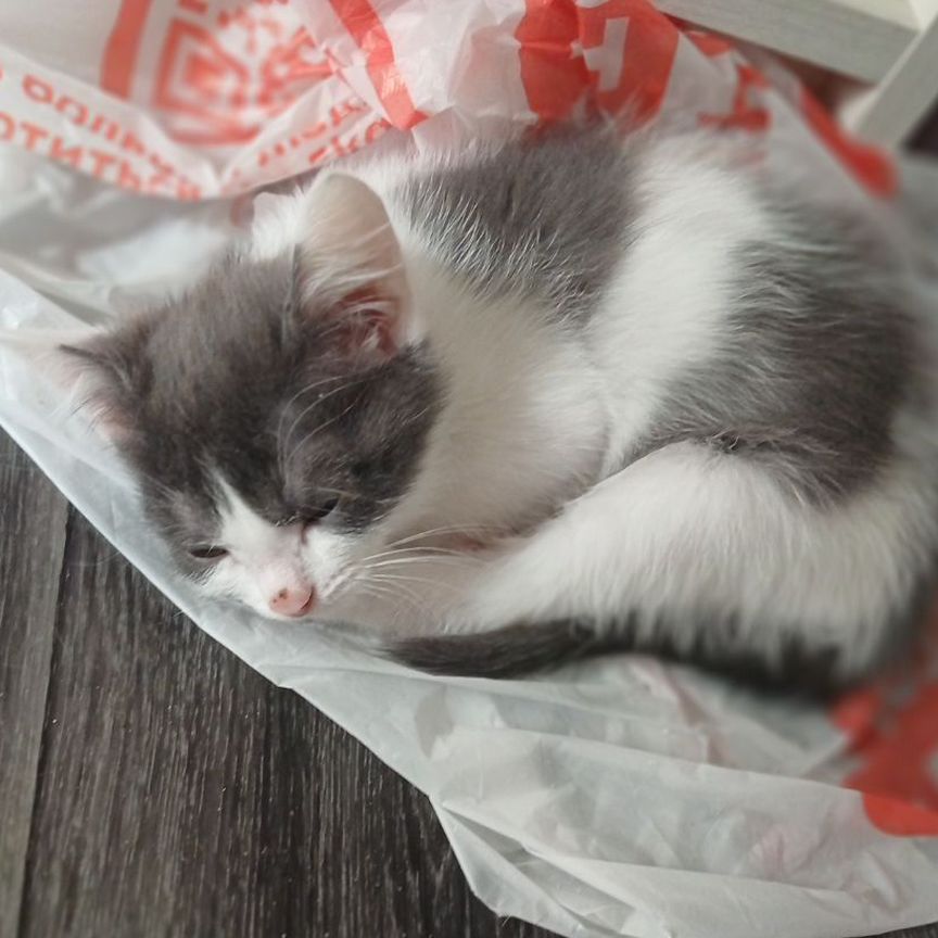 Котёнок в добрые руки