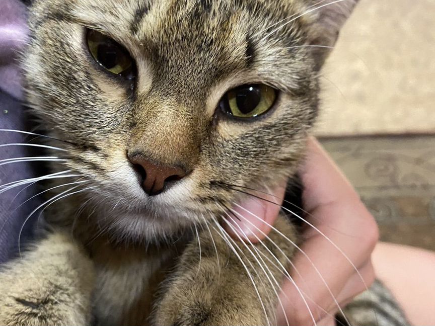 Кошка