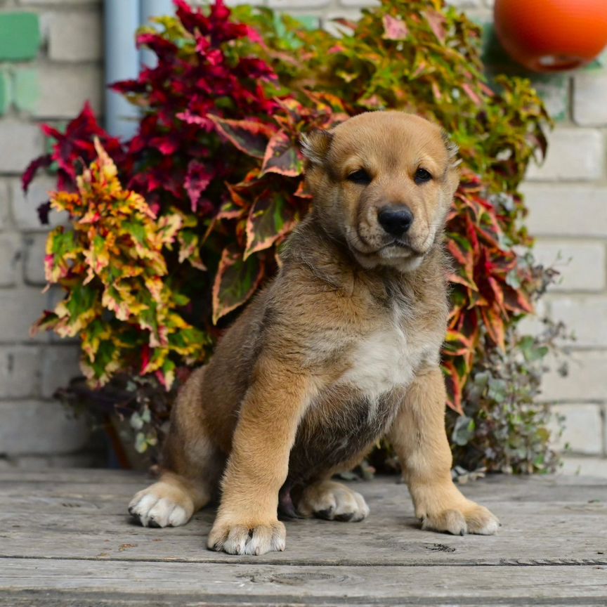 Мальчик сао