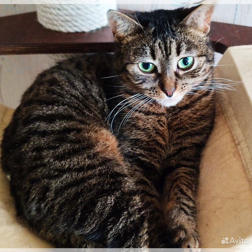 Кошка Фея ищет дом