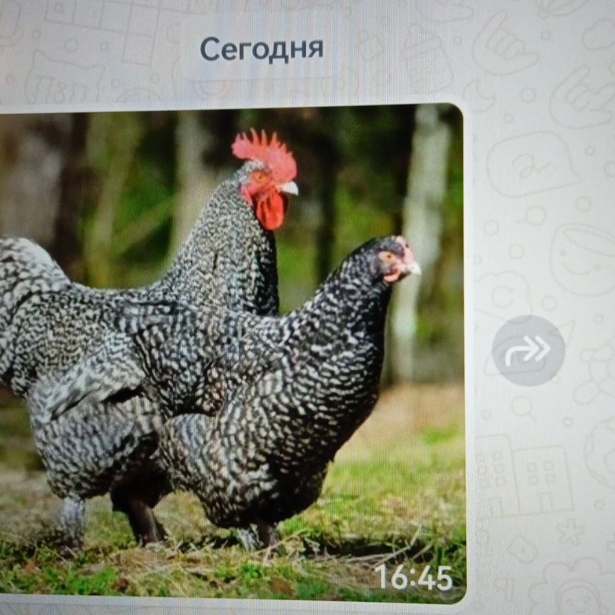 Куры доменанты