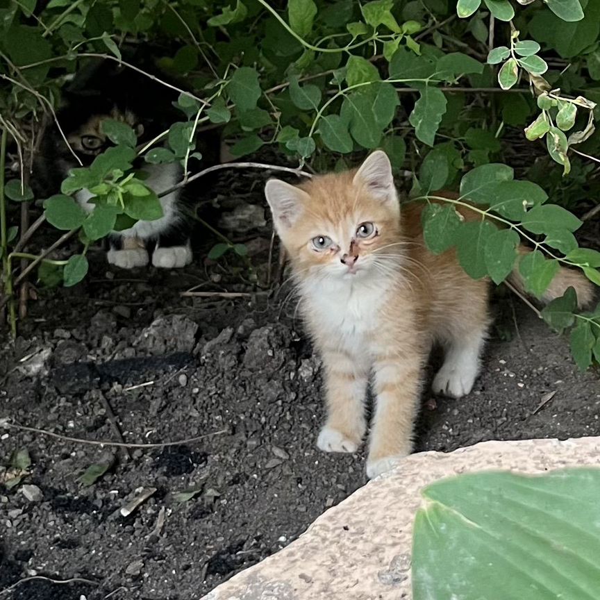 Рыжий котенок в добрые руки