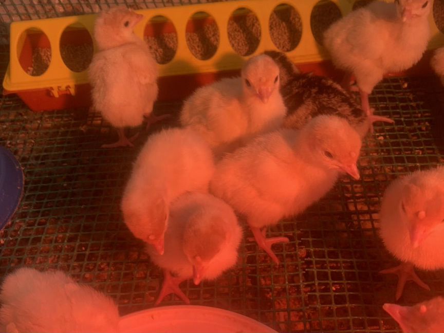 Индюшата бш(утяжеленная селекция)