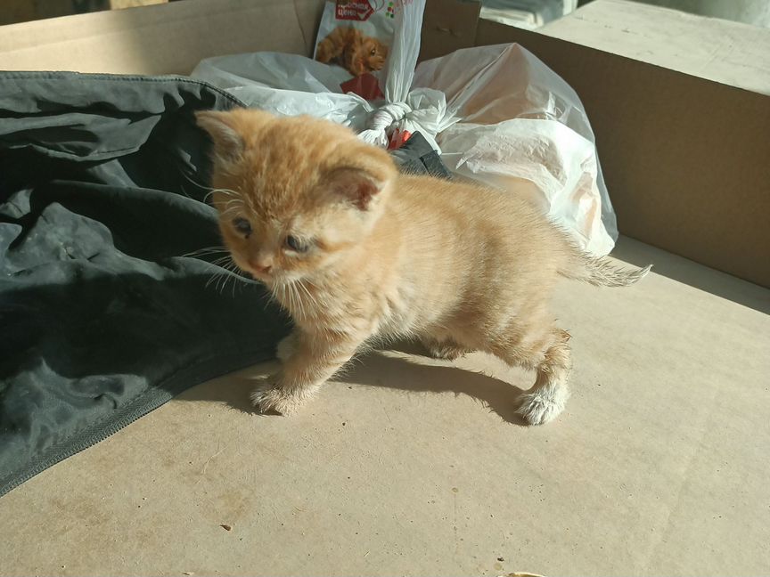Котенок в добрые руки