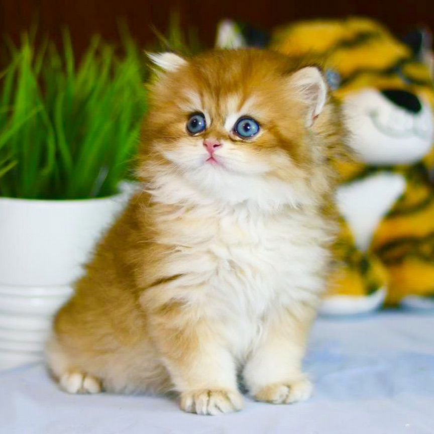 Кукольный мальчик золотой шиншиллы