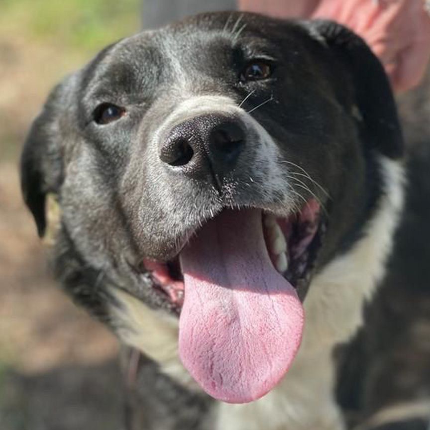 Отдам собаку добрым людям