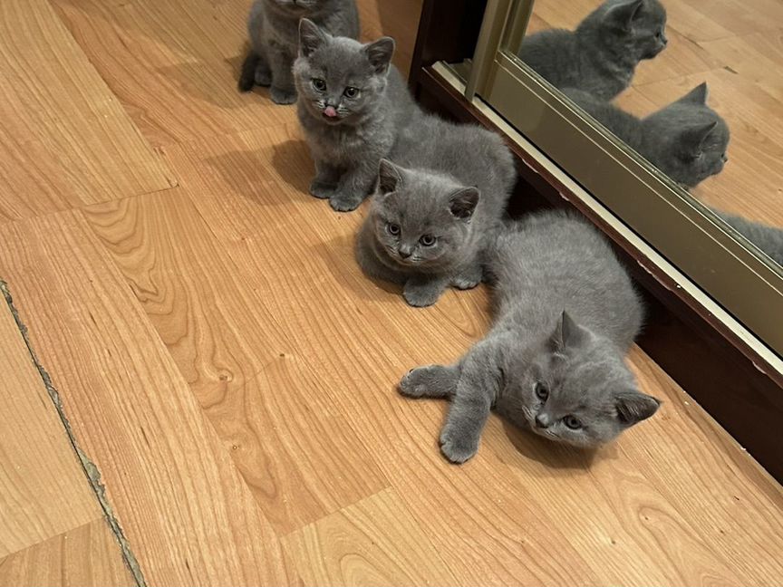 Британские котята