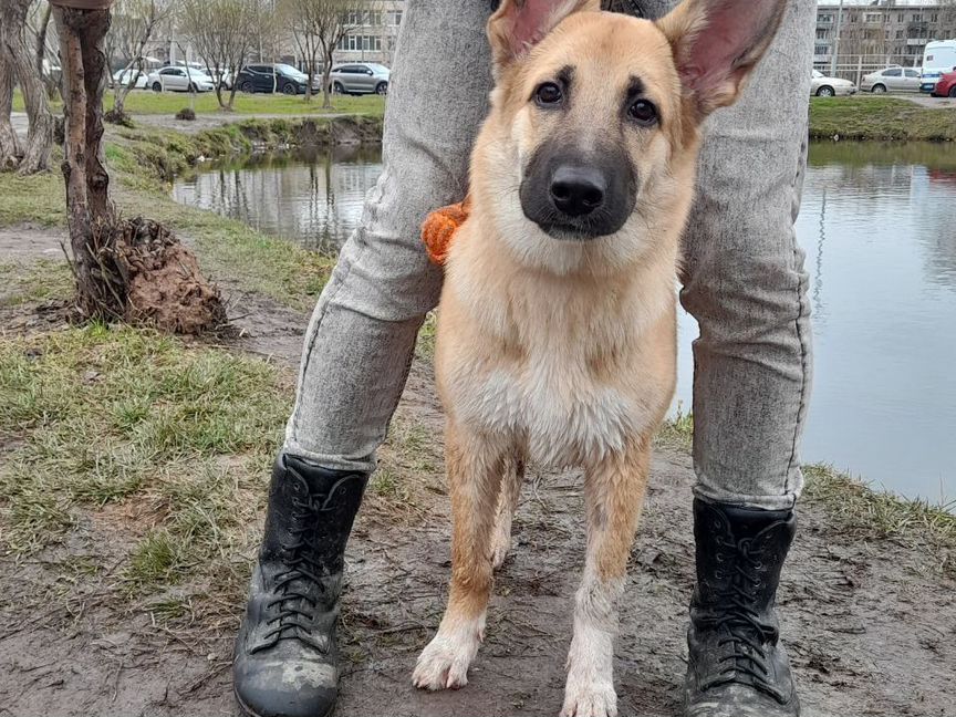 Собака в добрые руки