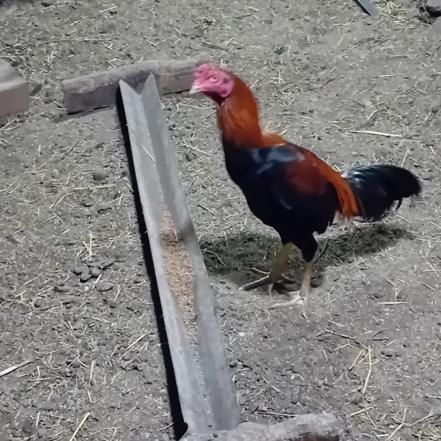 Молодые петухи