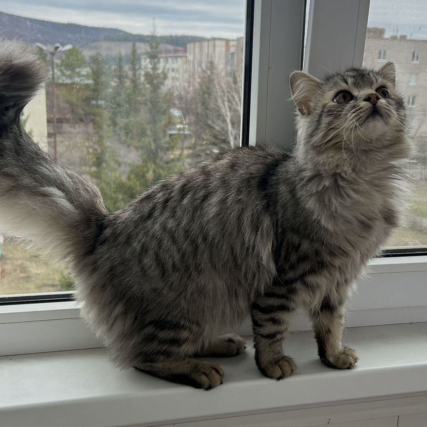 Домашние животные кошки