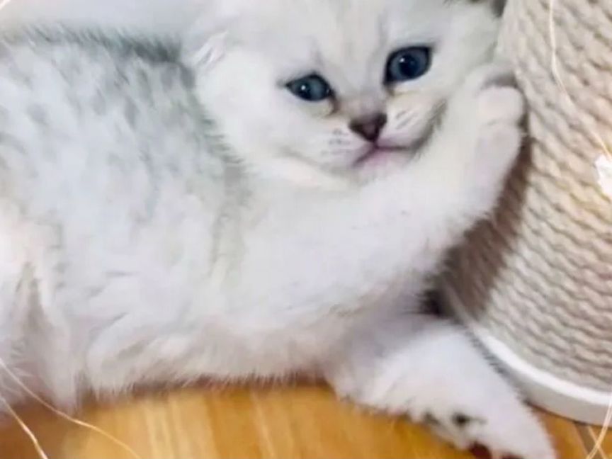 Котята шотланцы