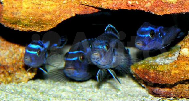 Псевдотрофеус Демасони