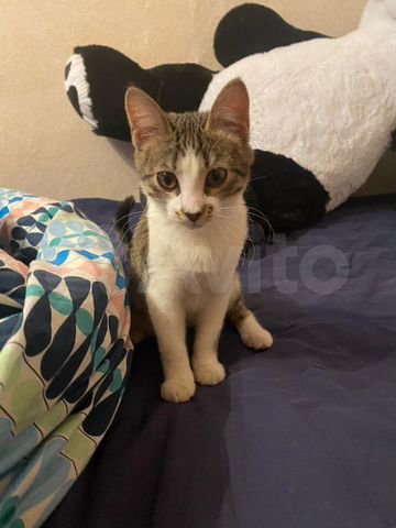 Отдаём котенка в добрые руки