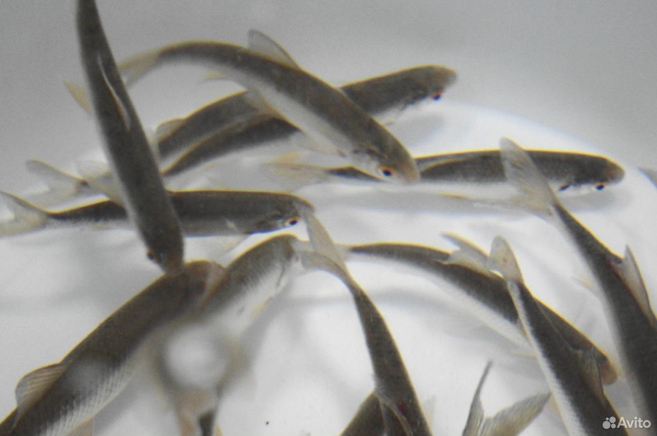 Живец Плотва Оптом