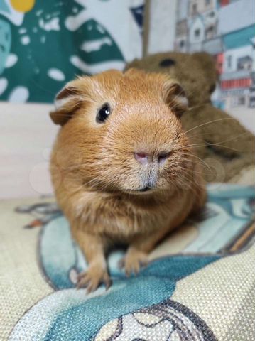 Морская свинка золотая панда, самец