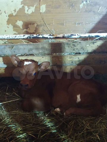 Бычок недельный