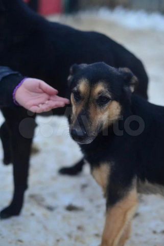 Малыш рэми ищет дом