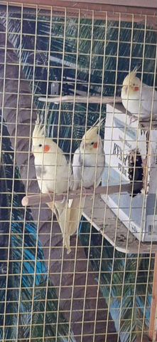 Попугай каррлла