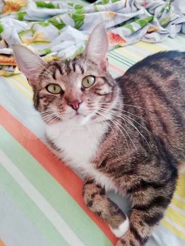 Кошечка Тася скромняжка домоседка ищет дом