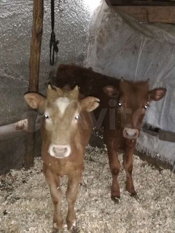 Телята 6-7мес
