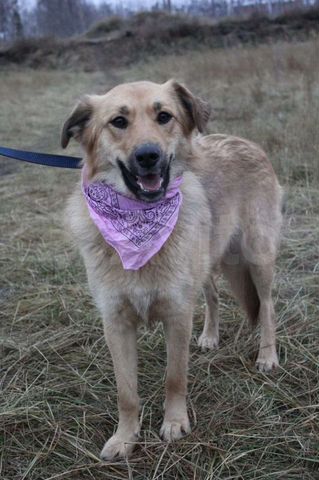 Рыжая собака Лизавета ищет дом