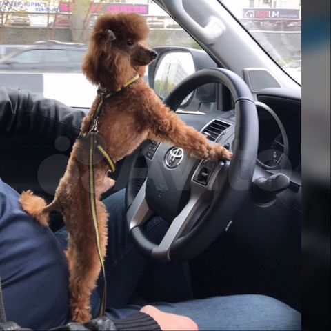 Молодой кобелёк той-пуделя ищет невесту