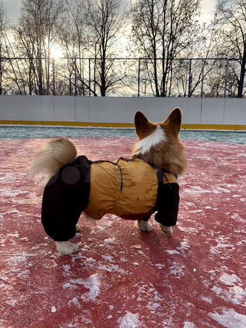 Вязка кобель Вельш-корги пемброк