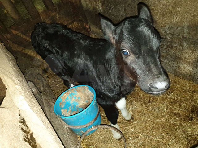 Телята телки