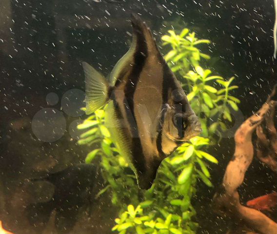 Монодоктил Себа Цена договорная