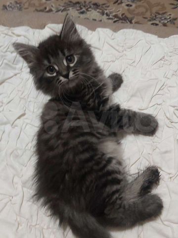 Кошка в дар