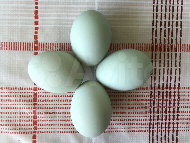 Инкубационное яйцо кур Ухейилюй и Мускусной утки