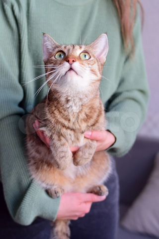 Кошки камышового окраса (фото реальные)