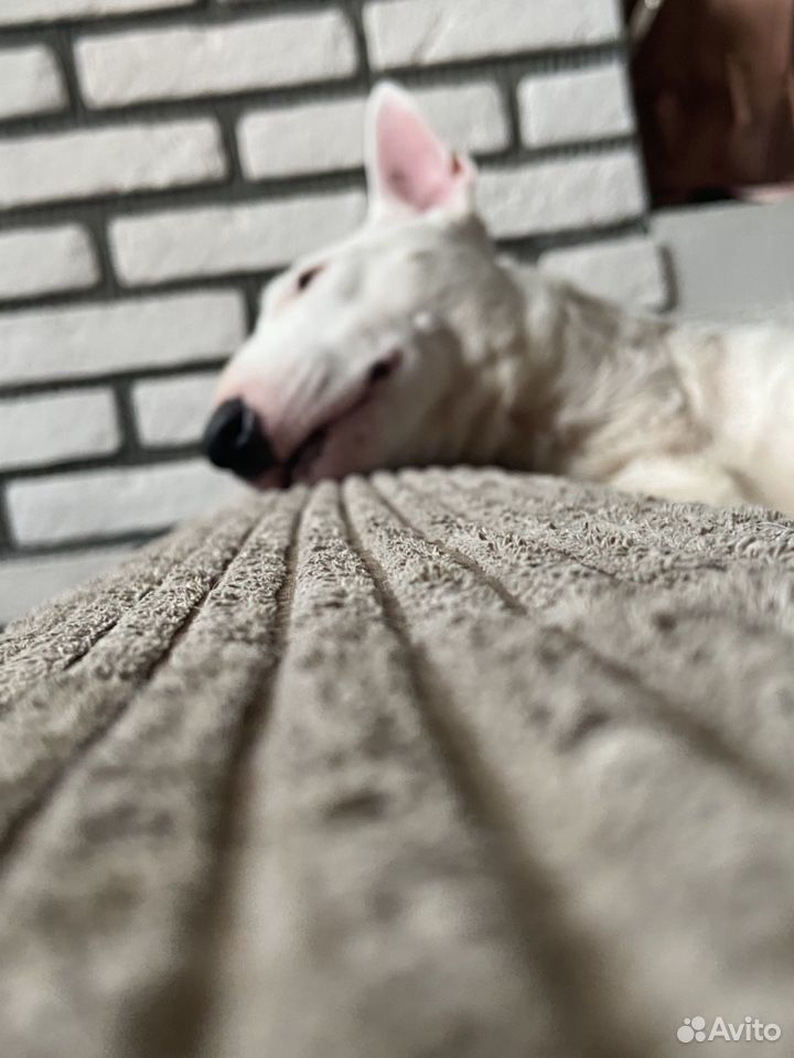 Ищем невесту