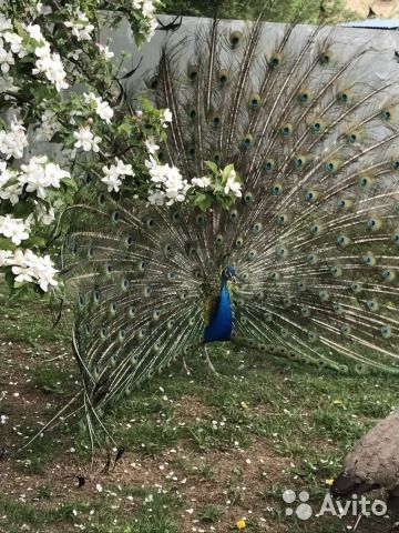 Продаются индийские павлины взрослые и молодняк