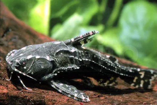 Продам сом хищник