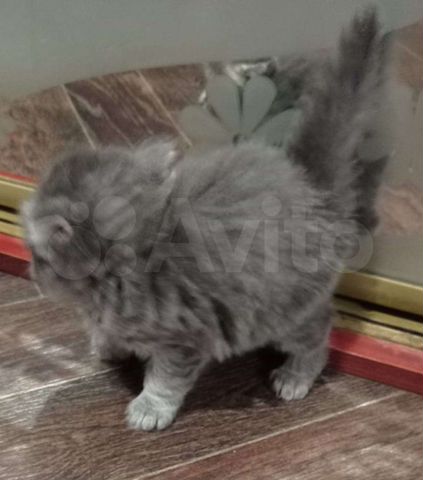 Котенок британец