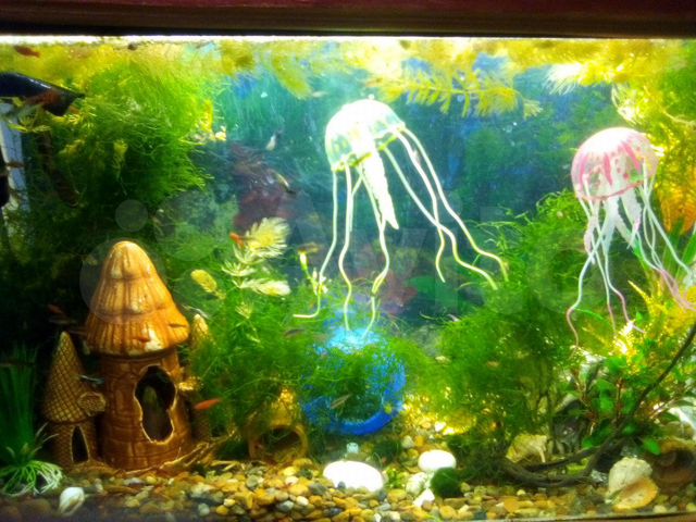 Креветки Вишни,Цихлиды.Аквариум