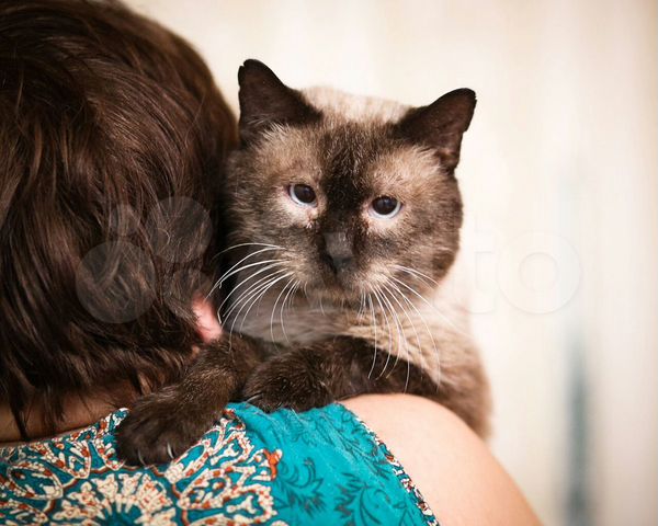 Шикарный Таец Боня В Дар В Добрые Руки