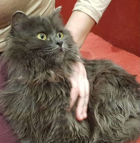 Кошка Симона