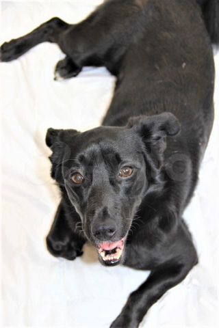 Маленькая собачка Марта