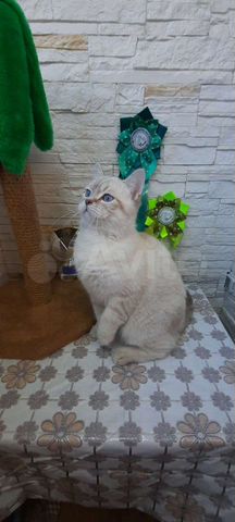 Мальчик блю линкс поинт с золотом