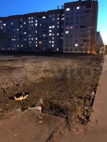 Кошка в добрые руки