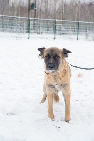 Нежная ласковая собака в дар, вдобрые руки