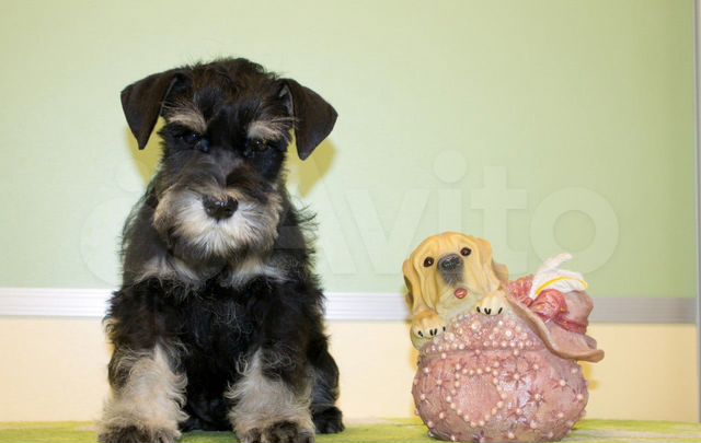 Щенок цвергшнауцера