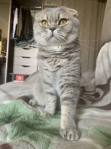 Вязка с титулованным шотландским котом