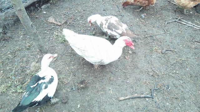 Инкубационное яйцо индоуток