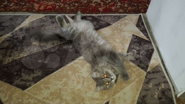 Кошка для вязки