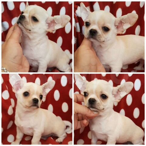 Чихуахуа курносик