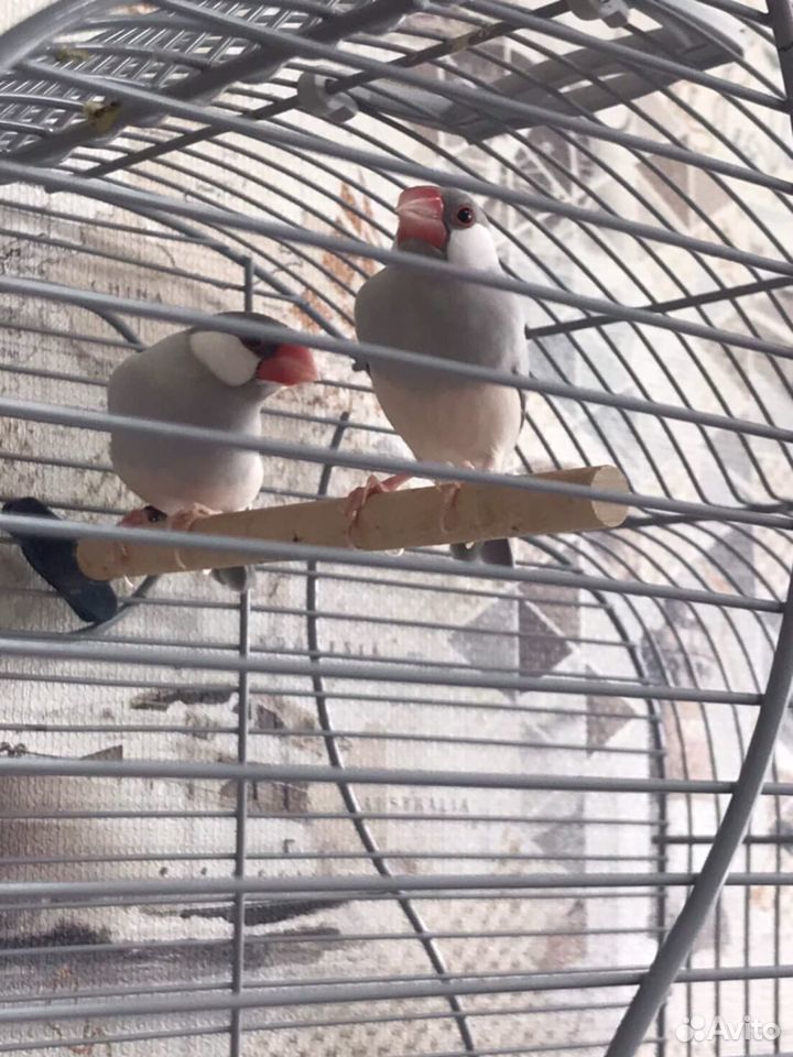 Амадины Рисовые