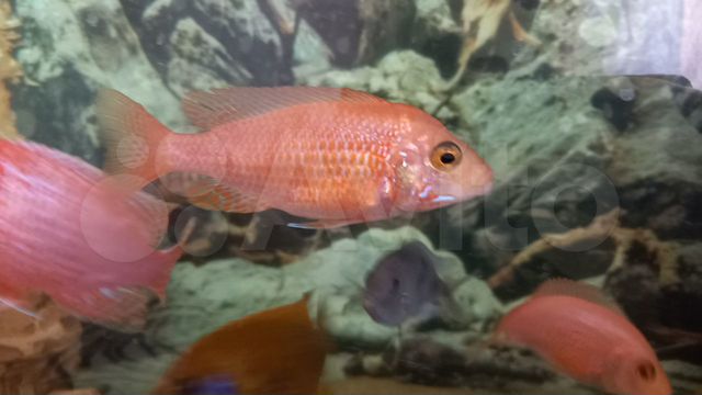 Аквариумные рыбки цихлиды